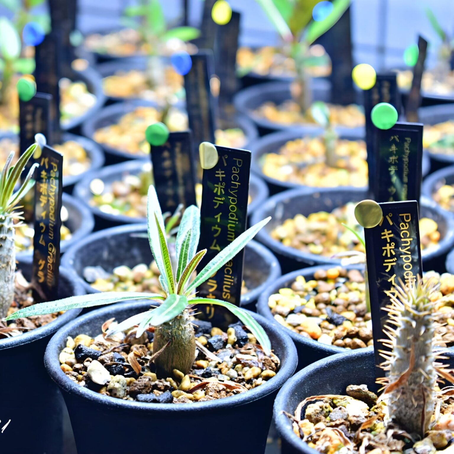 魔法の複合施設BOTANICAL GARDEN OZMAN（オズマン） | 徒然グルメ日記