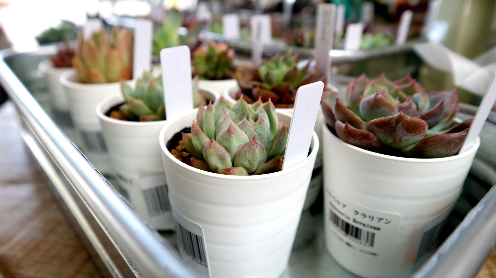 魔法の複合施設BOTANICAL GARDEN OZMAN（オズマン） | 徒然グルメ日記